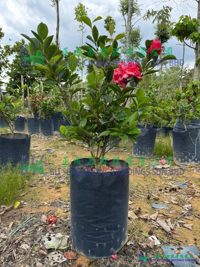 Flowering Plants – Bu Seng Chong Holdings